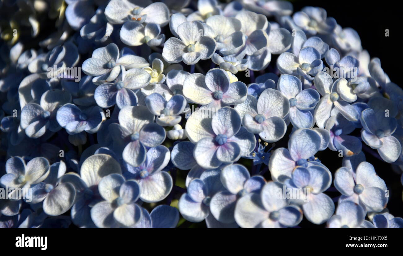 Blue mauve Syringa vulgaris (lilac or common lilac) family Oleaceae ...