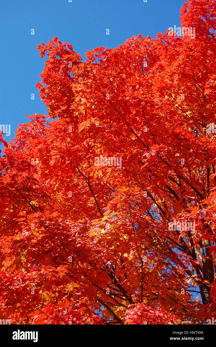 Maple tree fall foliage massachusetts hi-res stock photography and ...