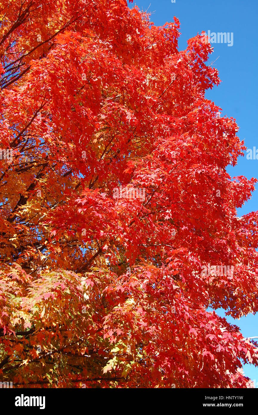 Maple Tree, Fall foliage, Massachusetts, U.S.A Stock Photo - Alamy
