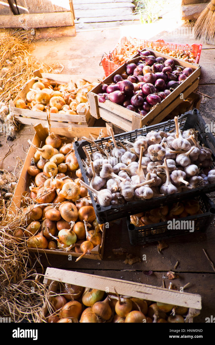 Cartons of onions on barn floor Stock Photo - Alamy