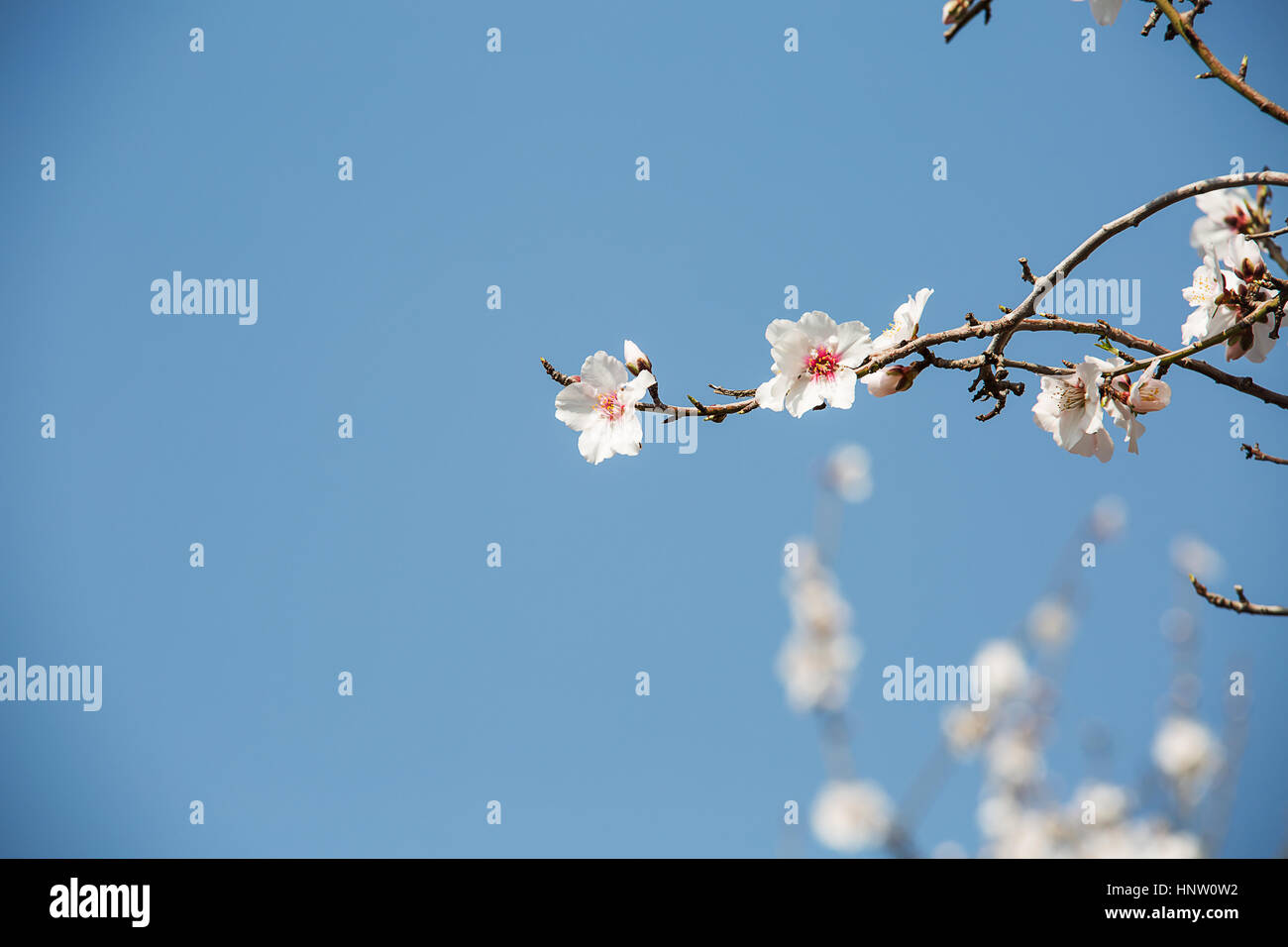 Beautiful photo of blooming almond trees in spring Stock Photo - Alamy