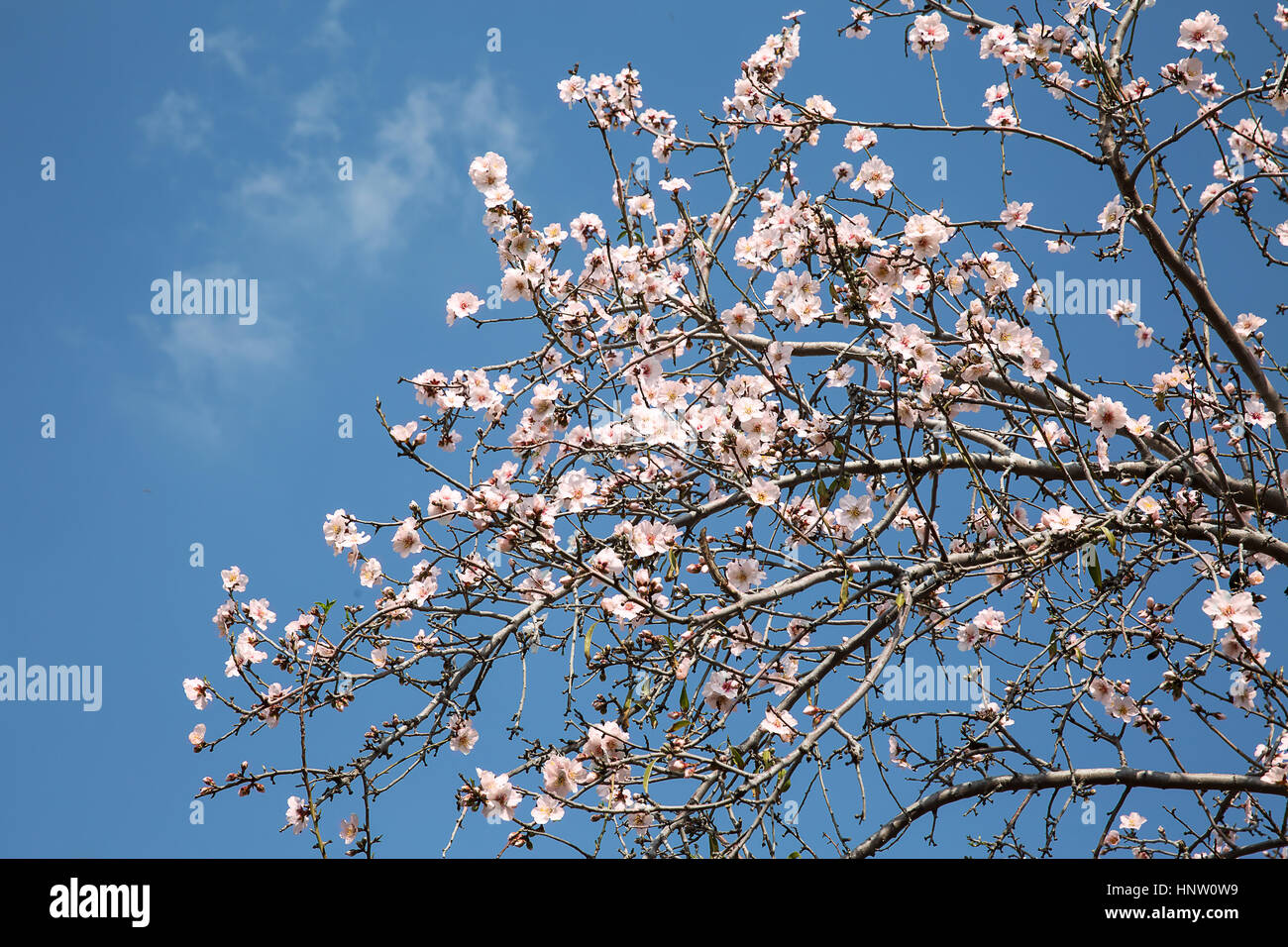 Beautiful photo of blooming almond trees in spring Stock Photo - Alamy
