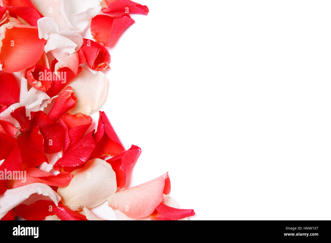 Pink and red rose petals on a white background Stock Photo - Alamy