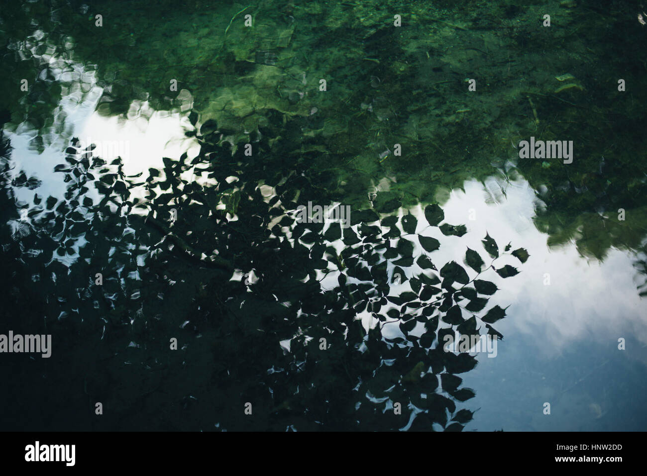 Reflection of green leaves in still water Stock Photo - Alamy