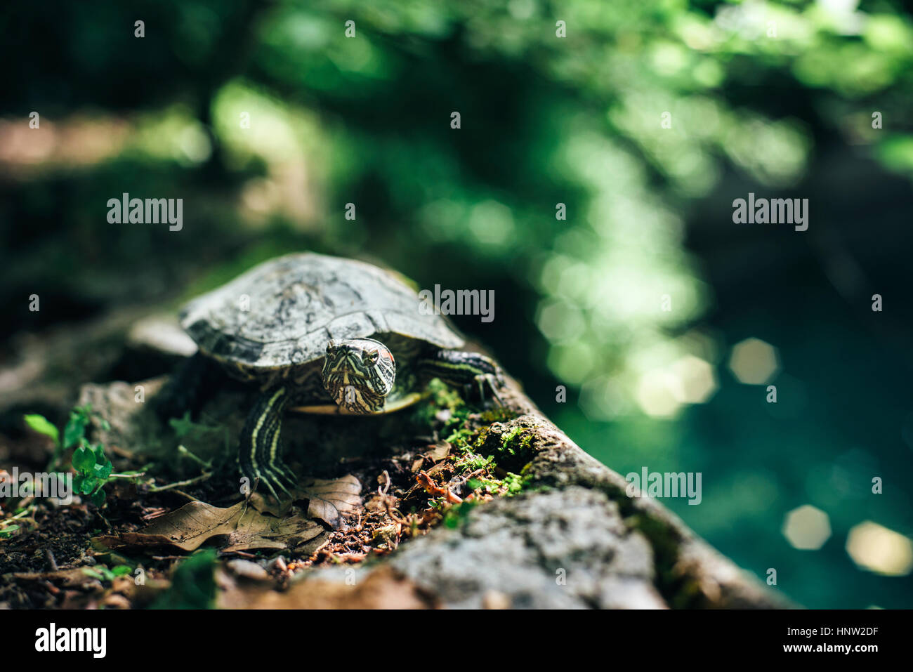 Turtle rock hi-res stock photography and images - Alamy
