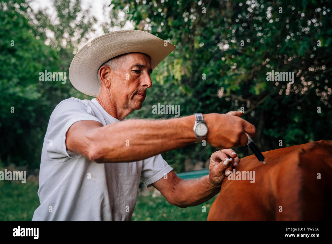 Cattle vaccine hi-res stock photography and images - Alamy