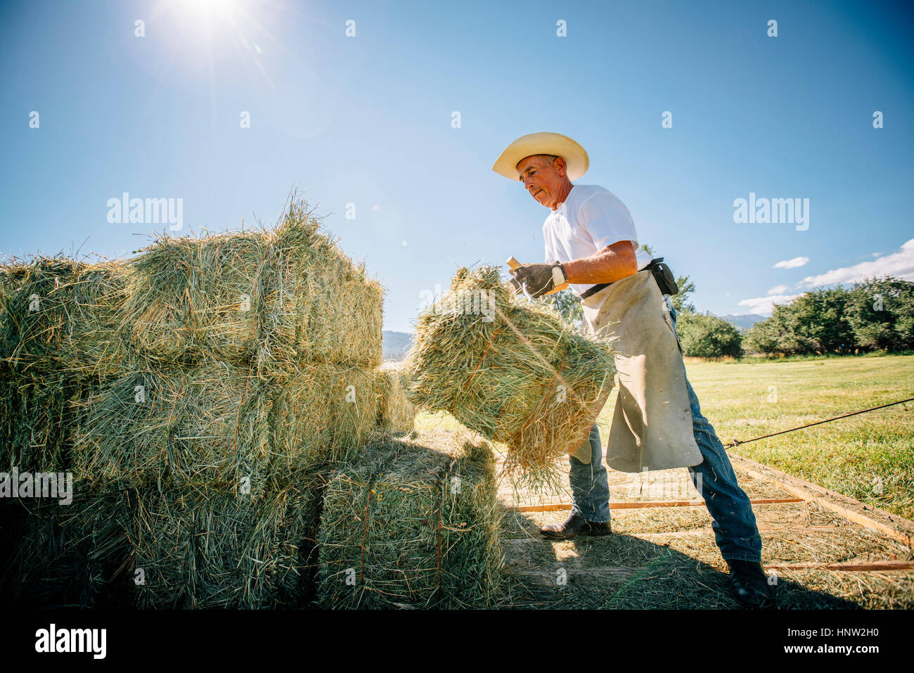 Farmer stacking hay hi-res stock photography and images - Alamy