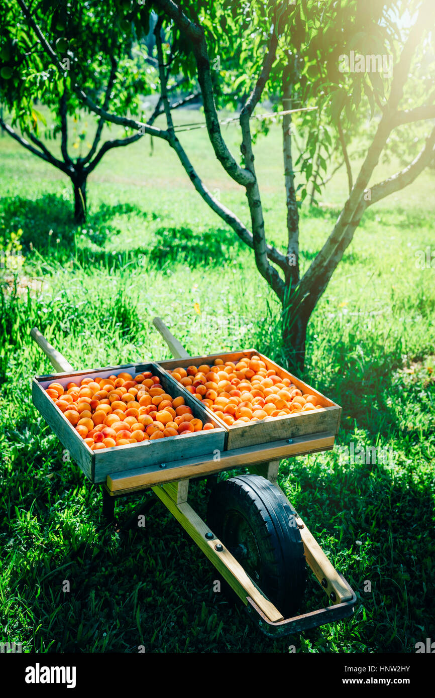 Wheelbarrow fruit hi-res stock photography and images - Alamy