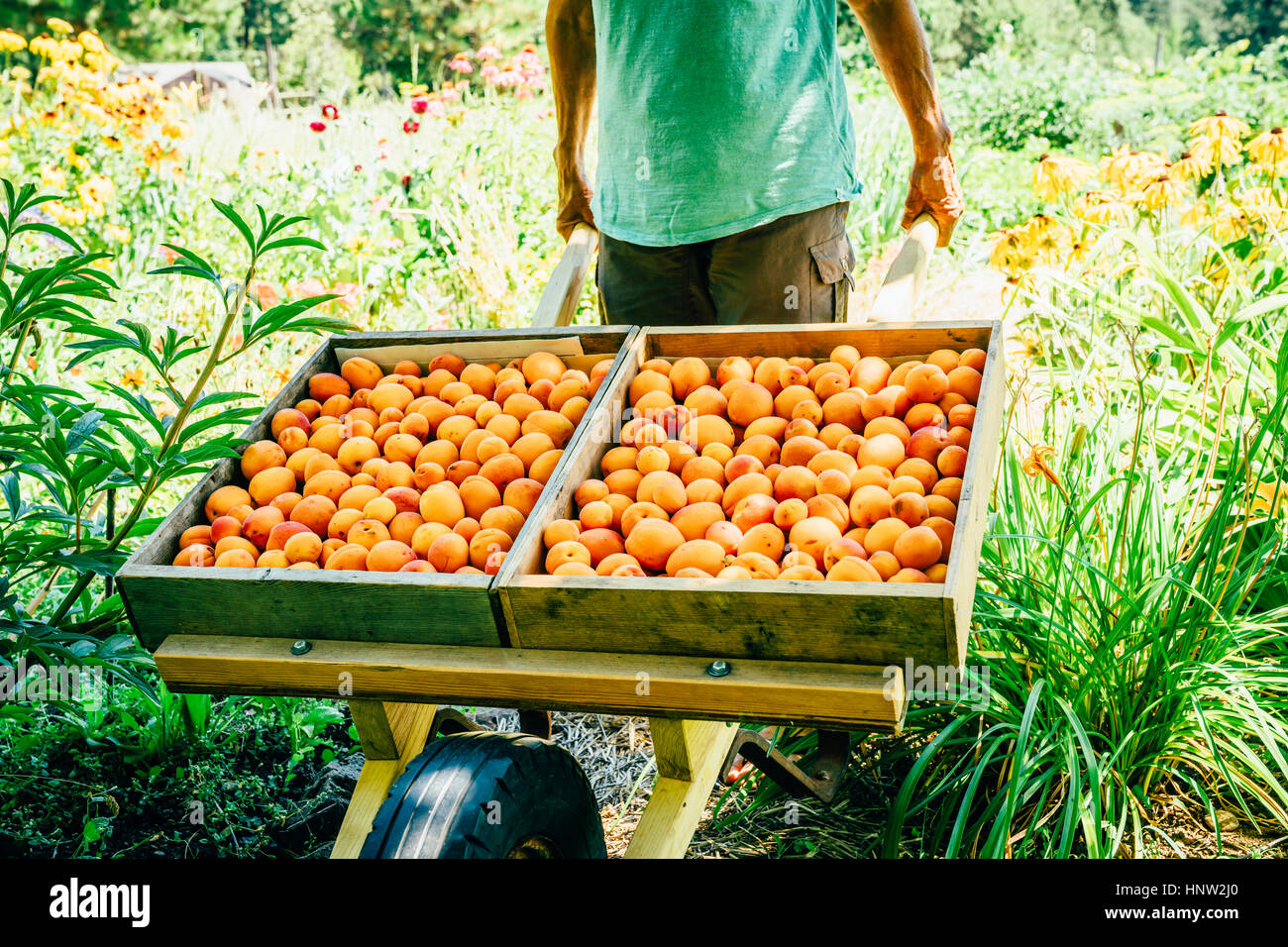 Caucasian man pushing wheelbarrow with peaches Stock Photo - Alamy
