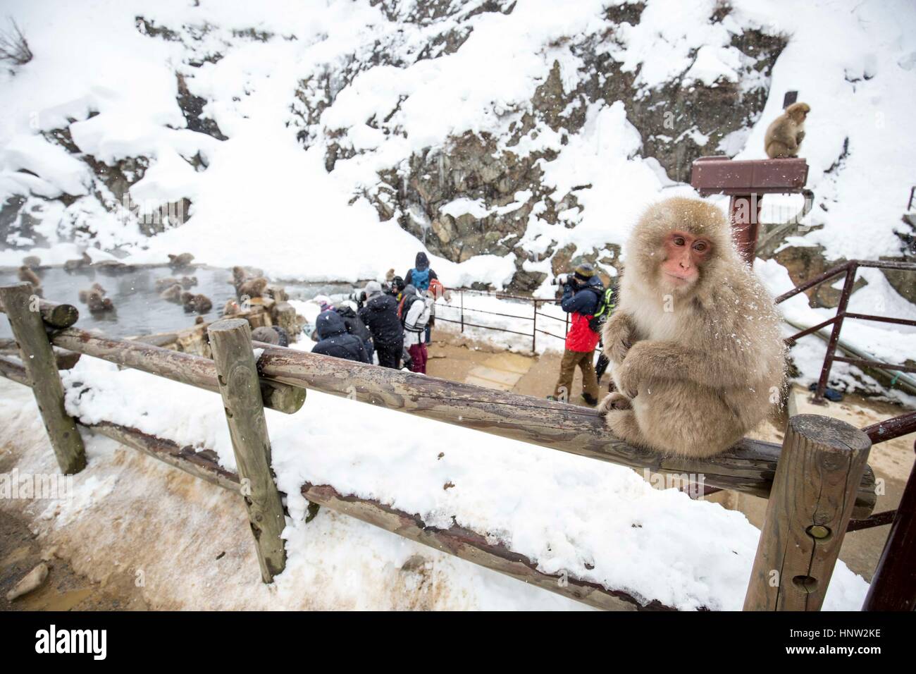Japan . Snow monkeys at Jigokudani Monkey Park is in Yamanouchi ...