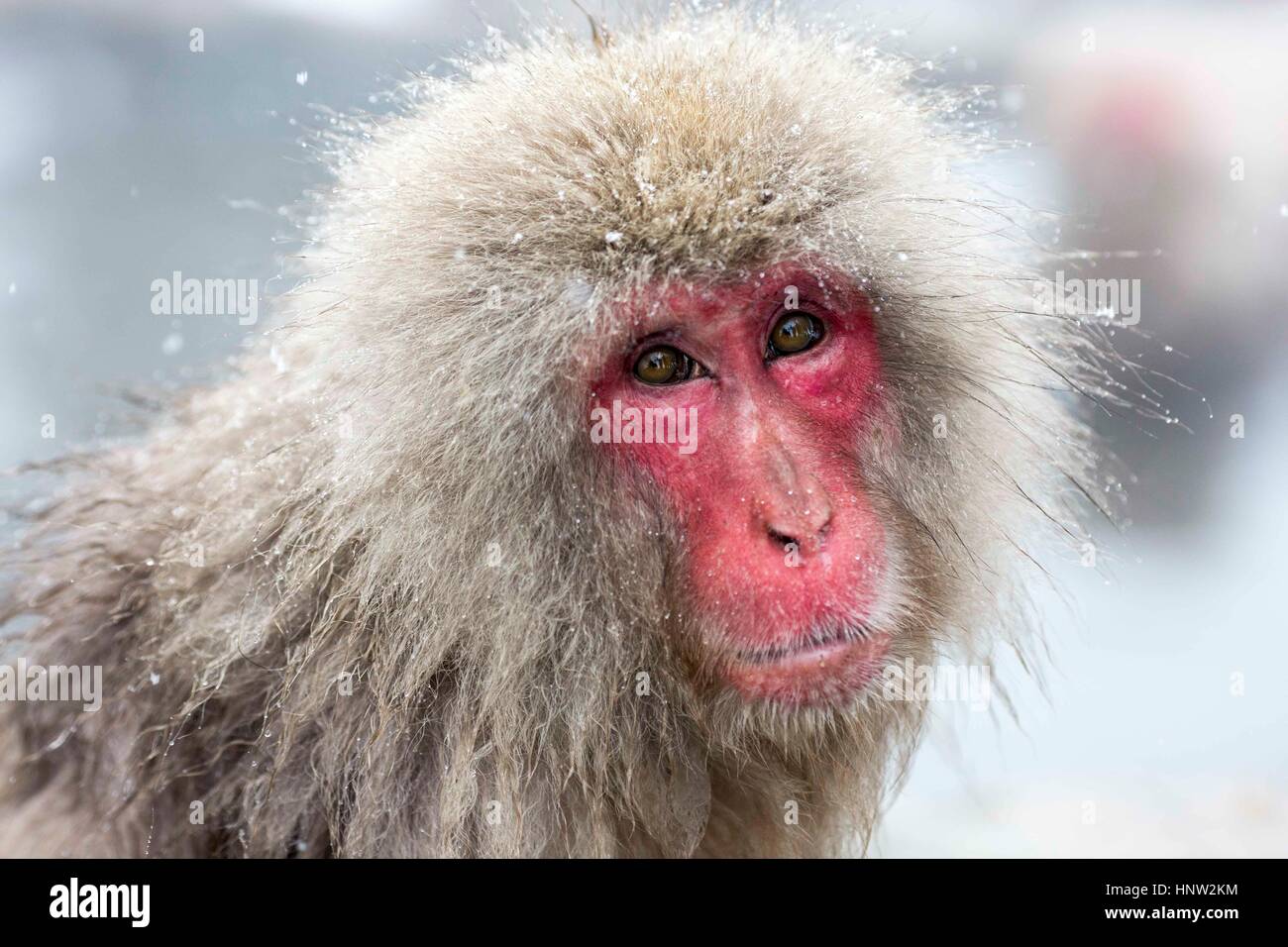 Onsen monkeys hi-res stock photography and images - Alamy