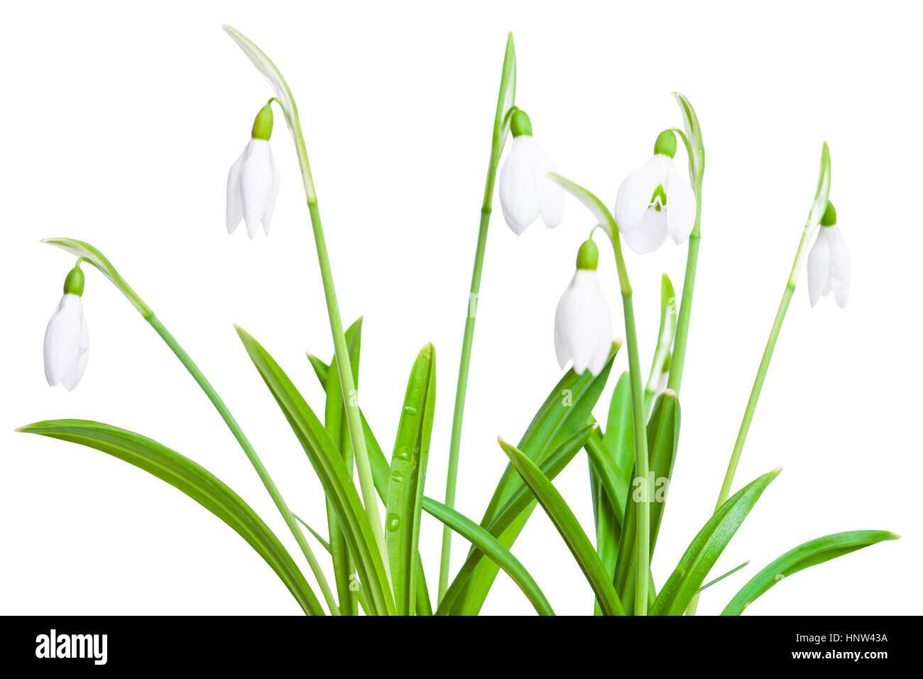 Spring snowdrops flower isolated on a white background Stock Photo - Alamy