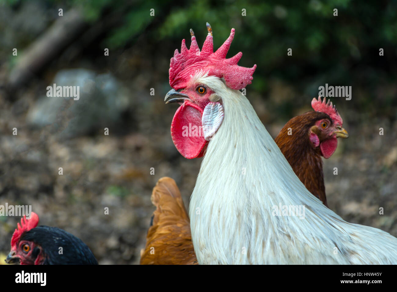 White rooster cock with red cockscomb Stock Photo - Alamy