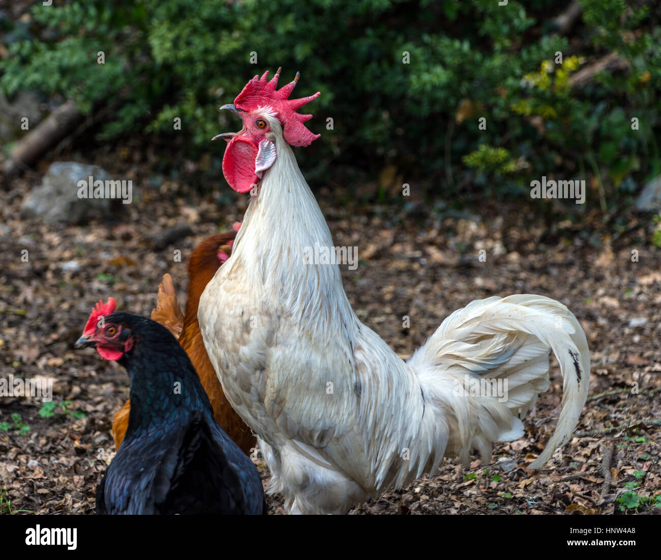 White rooster cock with red cockscomb Stock Photo - Alamy