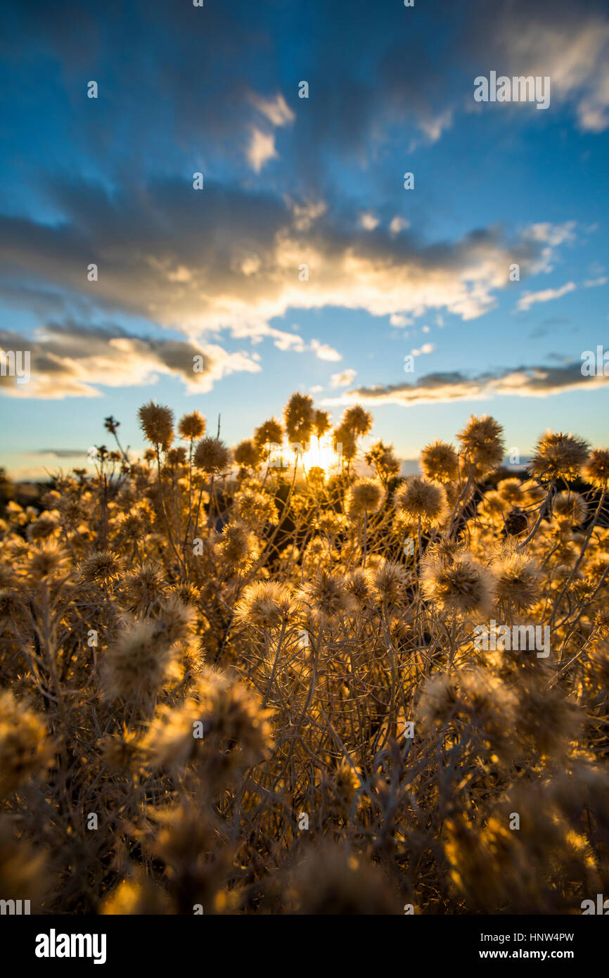 Mid brown colour hi-res stock photography and images - Alamy