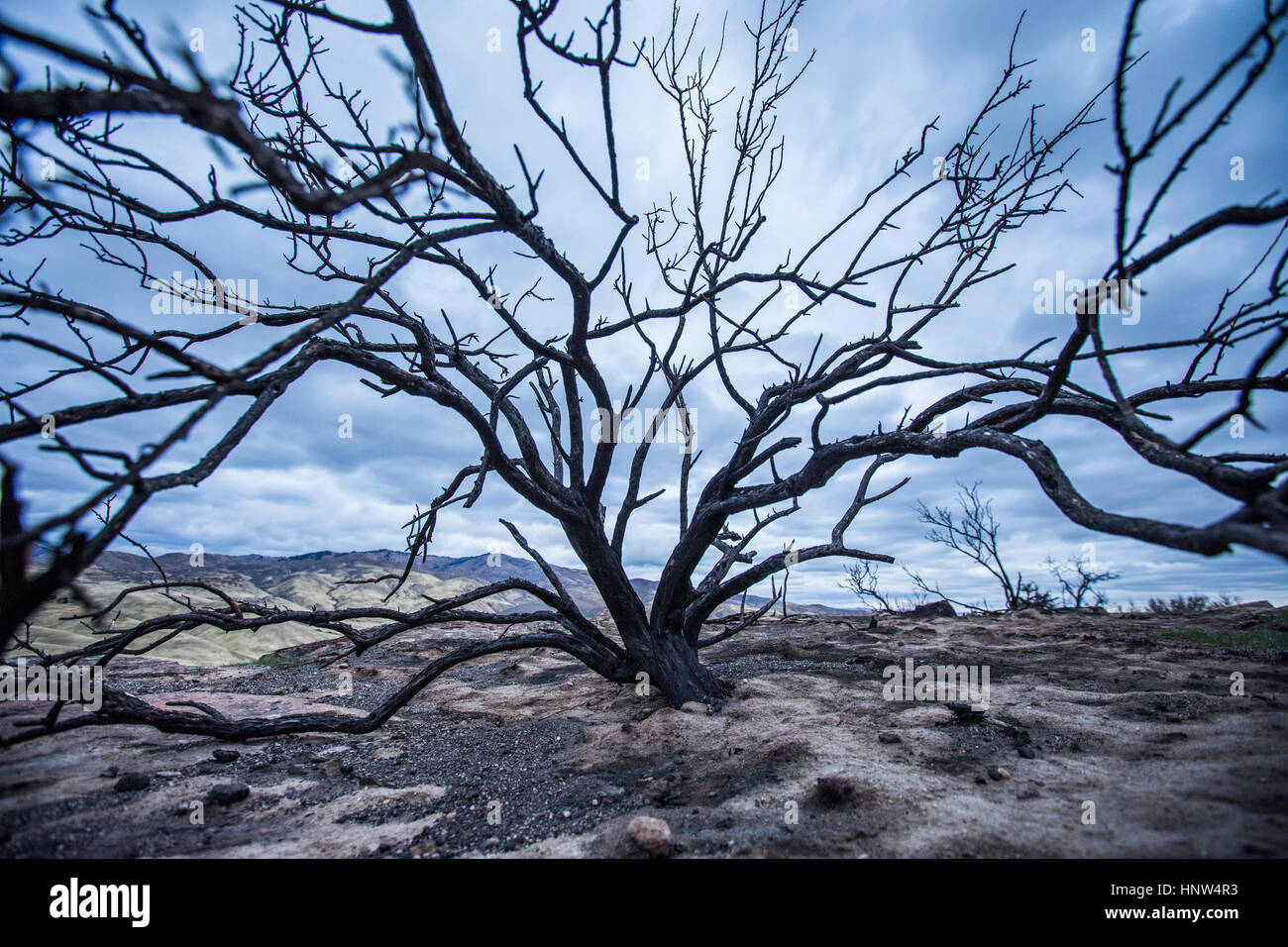 Branches of barren tree in landscape Stock Photo - Alamy