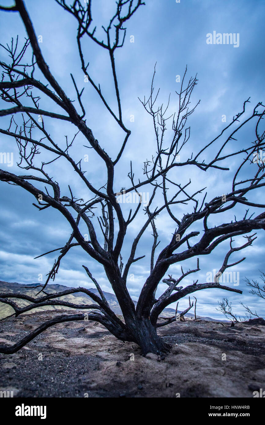 Branches of barren tree in landscape Stock Photo - Alamy