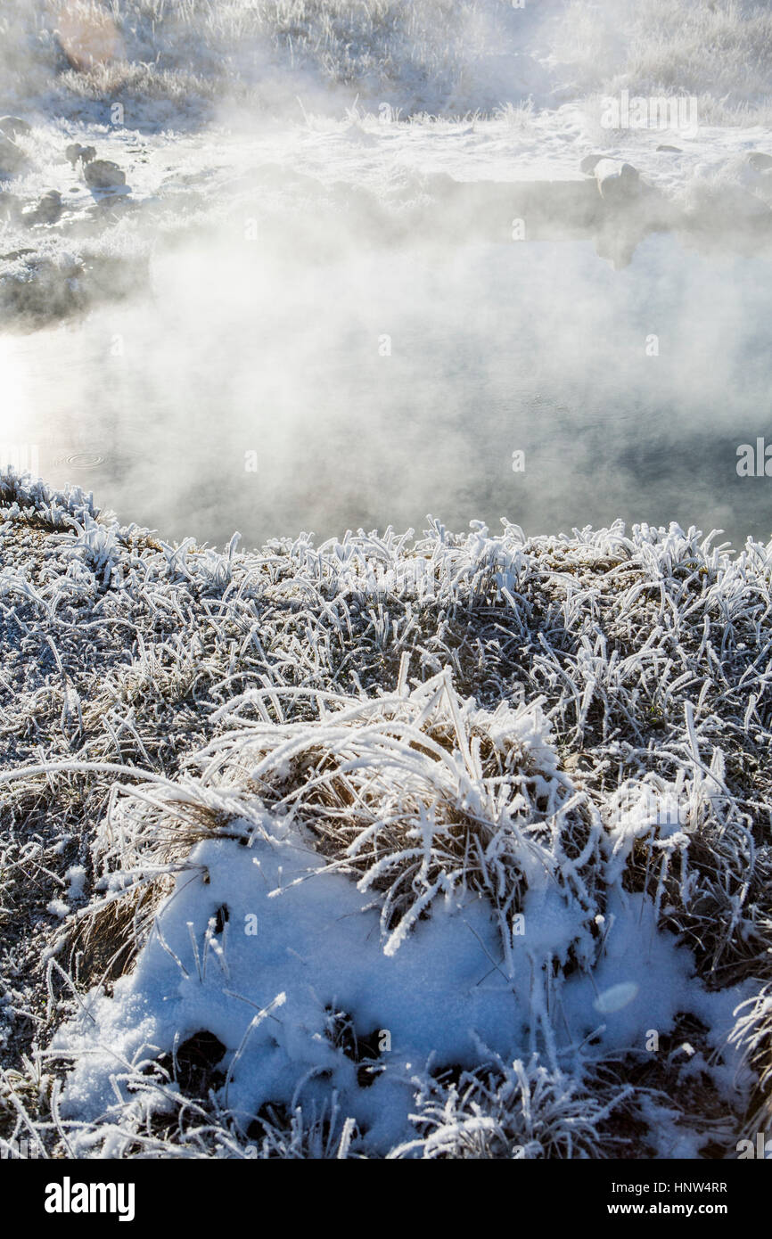 Frost on foliage at steaming hot springs Stock Photo - Alamy