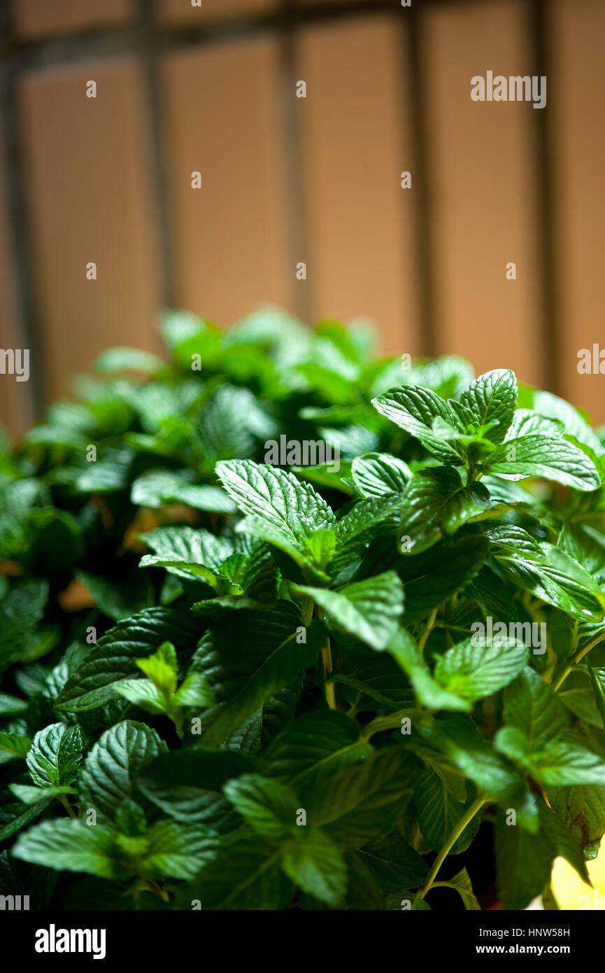 vibrant green fresh mint plant closeup macro Stock Photo - Alamy