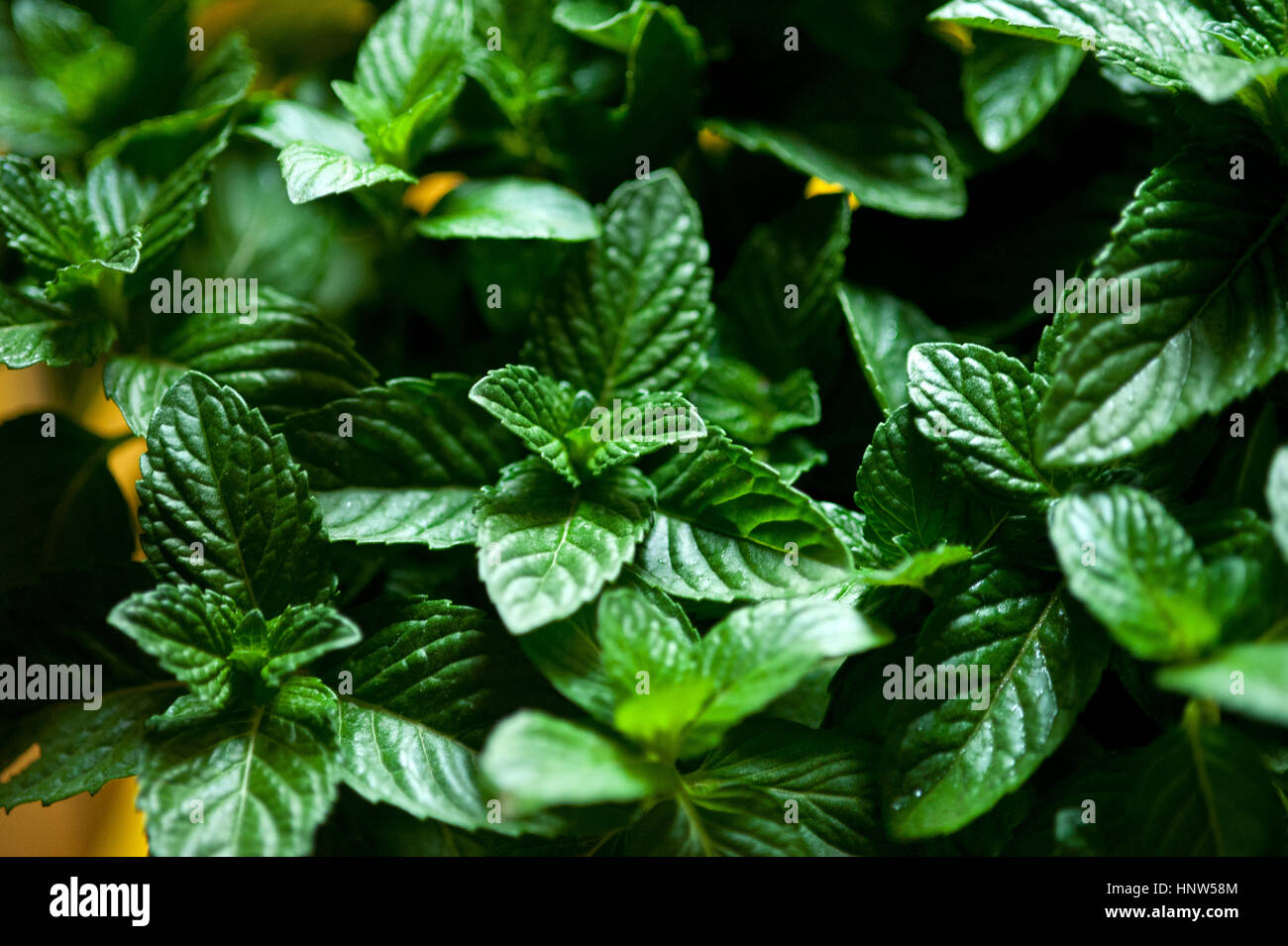vibrant green fresh mint plant closeup macro Stock Photo - Alamy