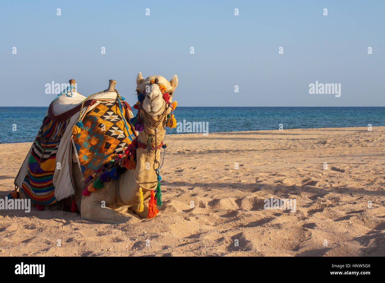 Camel on the beach Stock Photo - Alamy