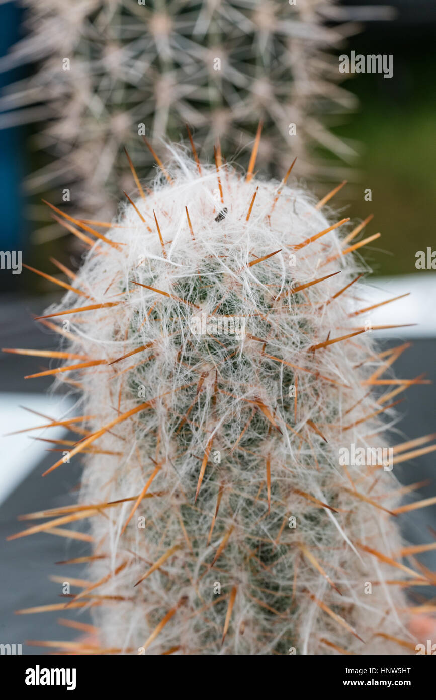 Old man cactus hi-res stock photography and images - Alamy