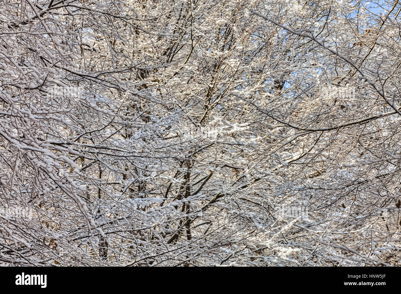Details of trees full of fresh snow in a forest in winter Stock Photo ...
