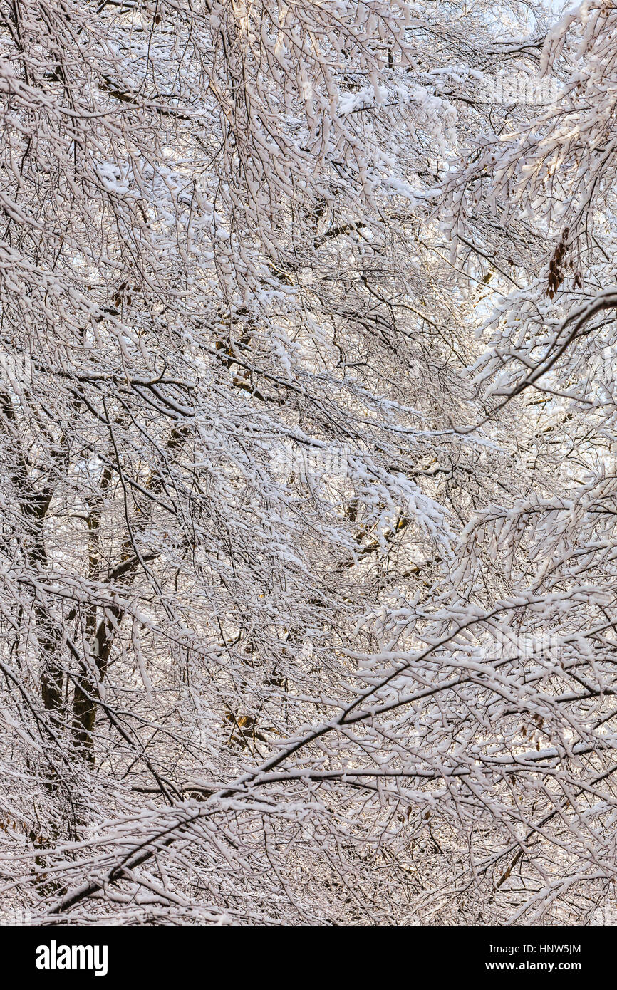 Details of trees full of fresh snow in a forest in winter Stock Photo ...