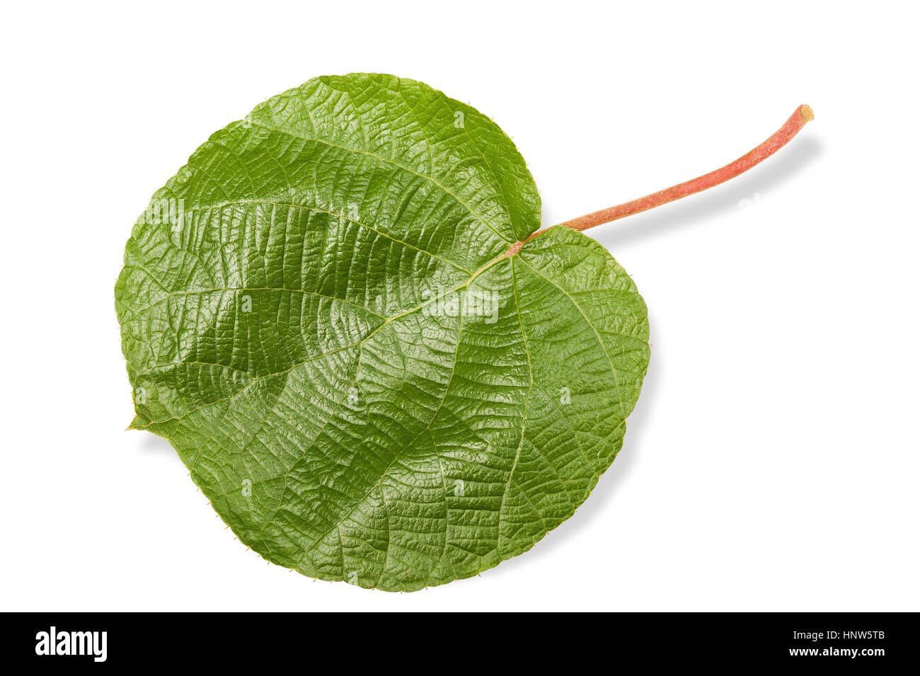 Kiwi fruit growing Cut Out Stock Images & Pictures - Alamy