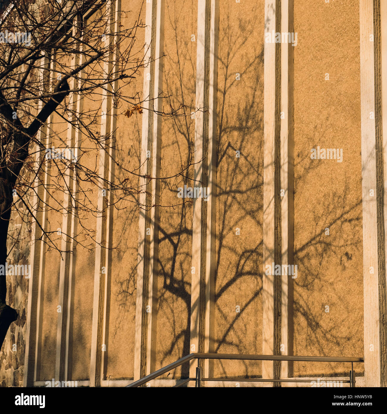 Tree shadows in buildings Stock Photo - Alamy