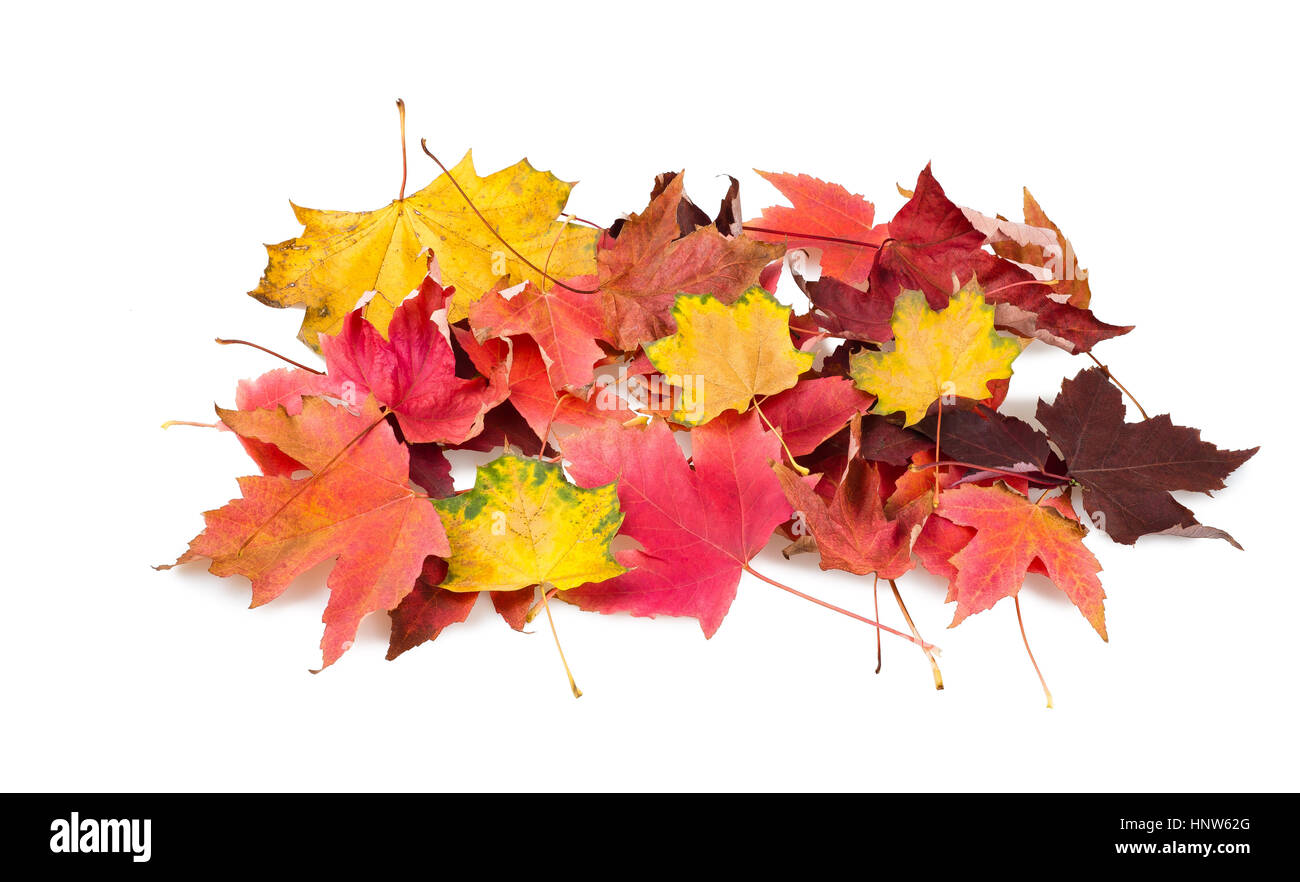 Frame dried leaves on Cut Out Stock Images & Pictures - Alamy