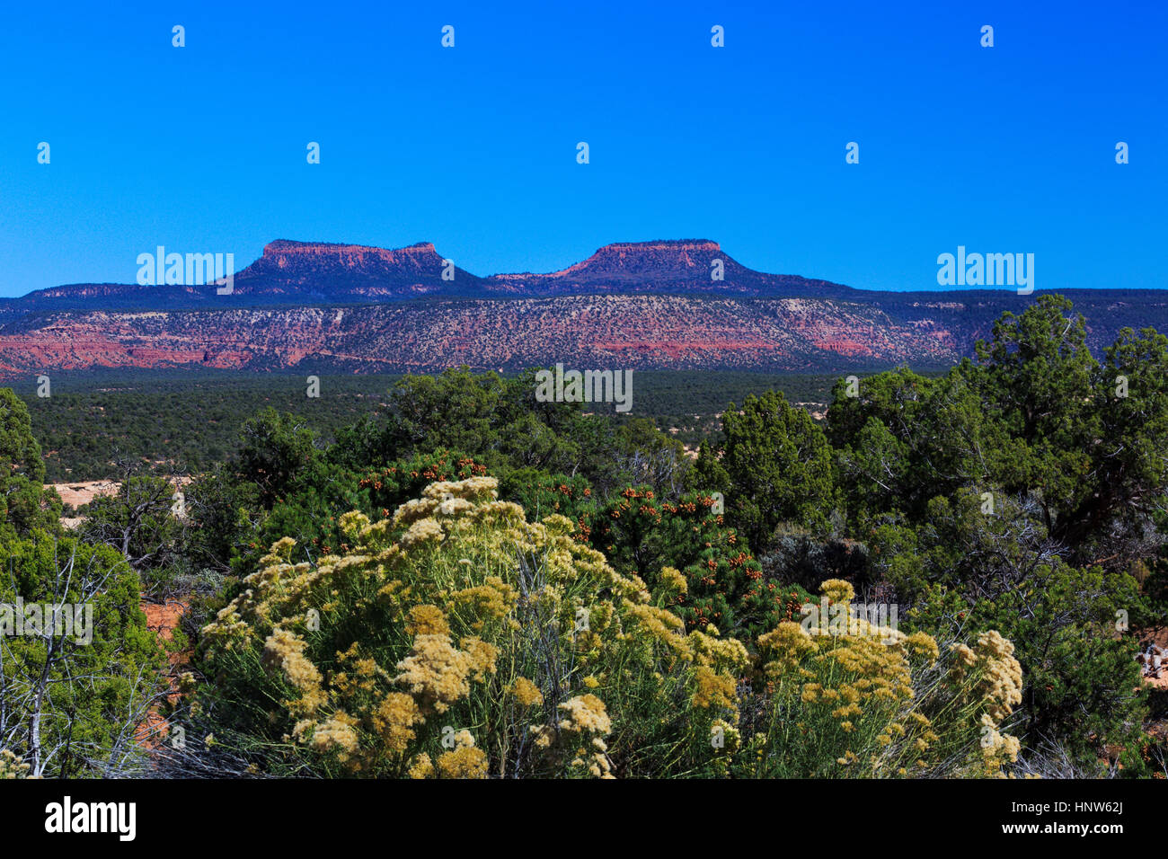 This view looks northeast across some rabbit brush at the "Bears Ears ...