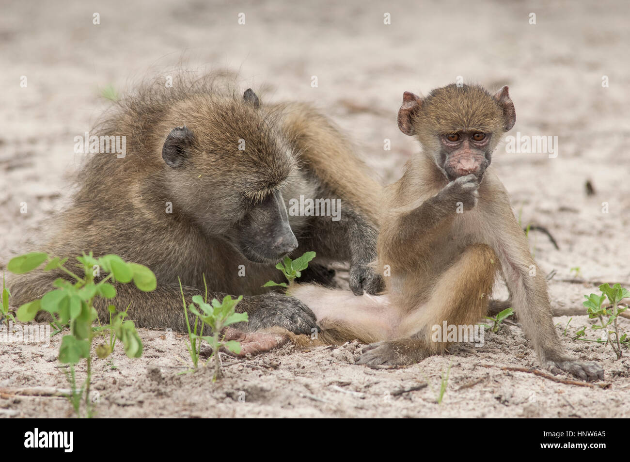 Baboons tail hi-res stock photography and images - Alamy