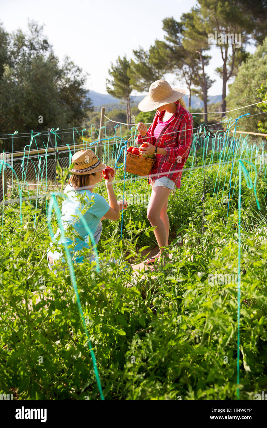 Tomato farm spain hi-res stock photography and images - Alamy