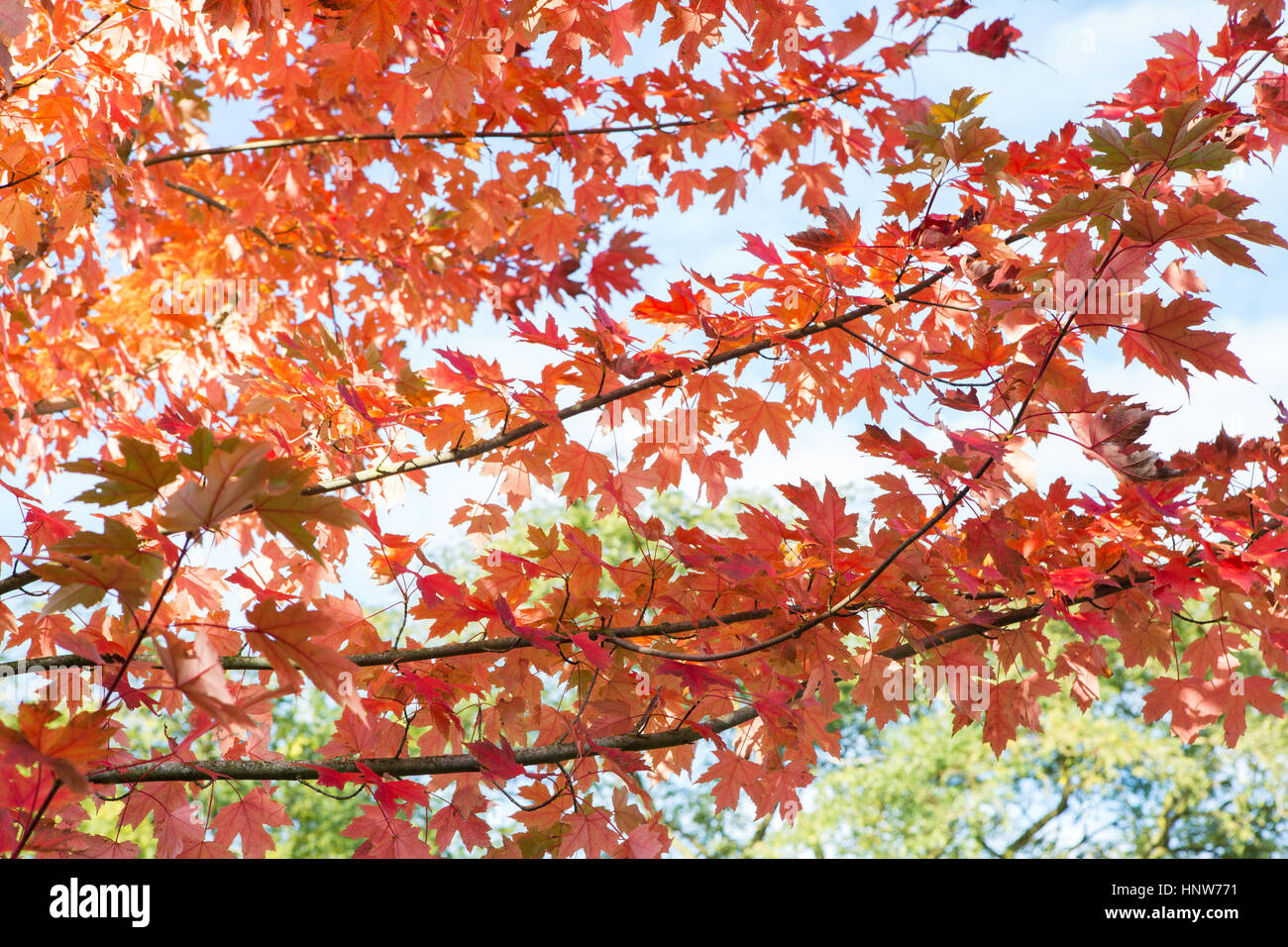 Orange autumn leaves on tree Stock Photo - Alamy