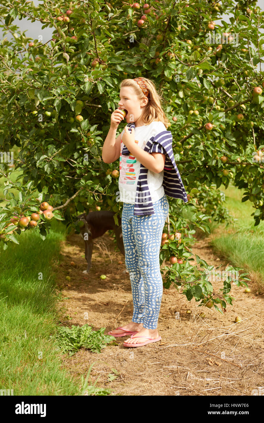 Girl eating apple in apple orchard Stock Photo - Alamy
