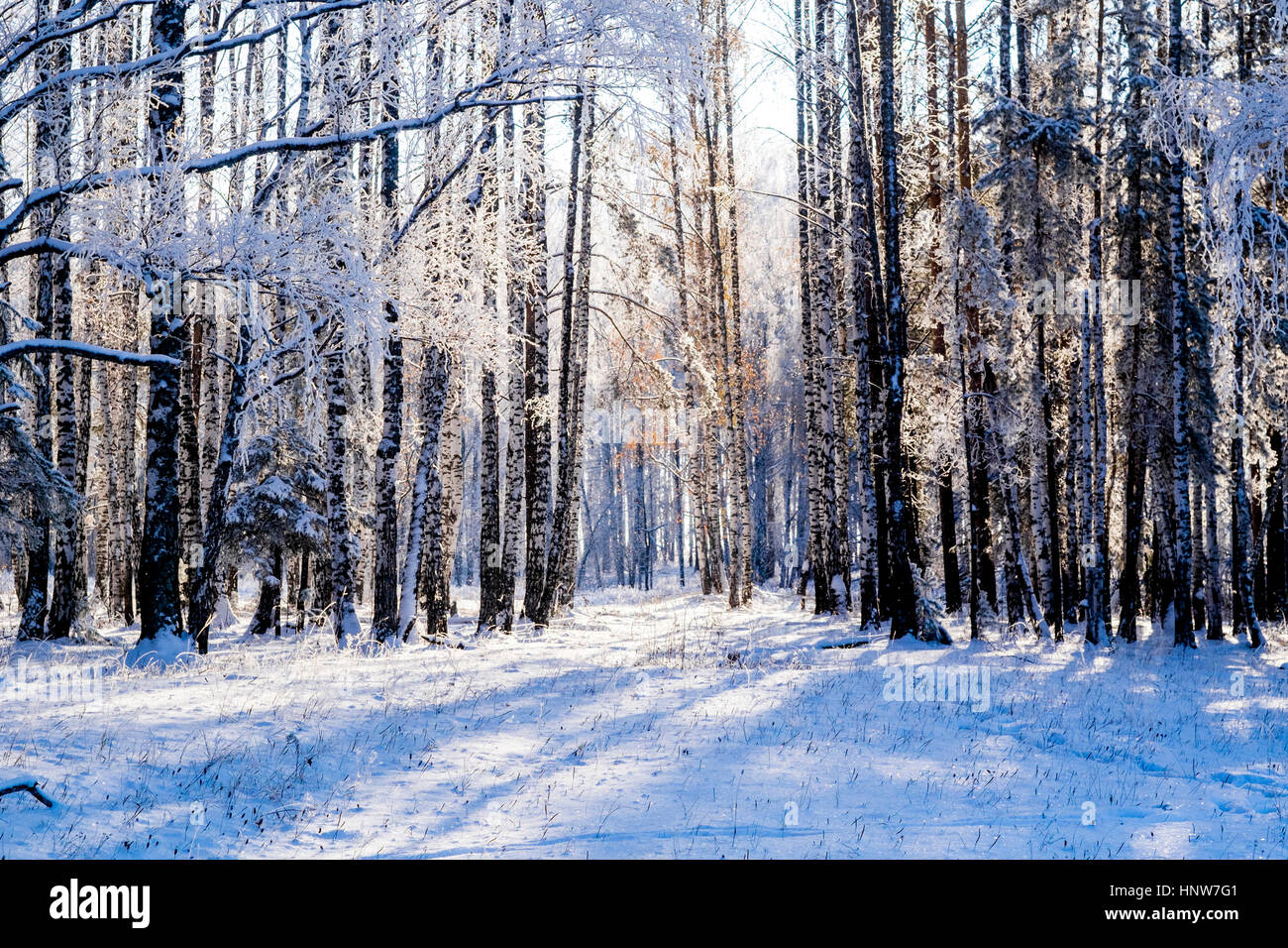 Winter forest, Ural, Russia Stock Photo - Alamy