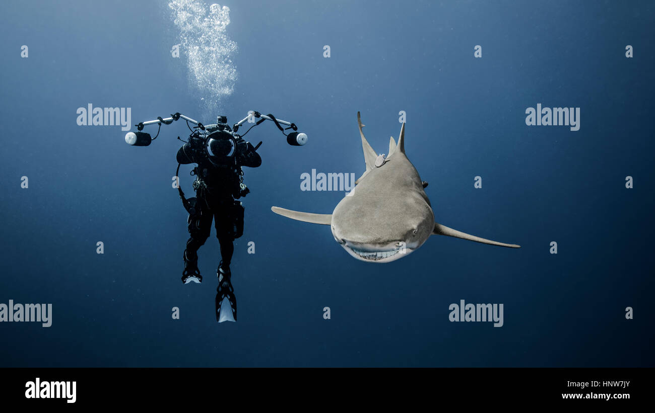 Lemon shark hi-res stock photography and images - Alamy