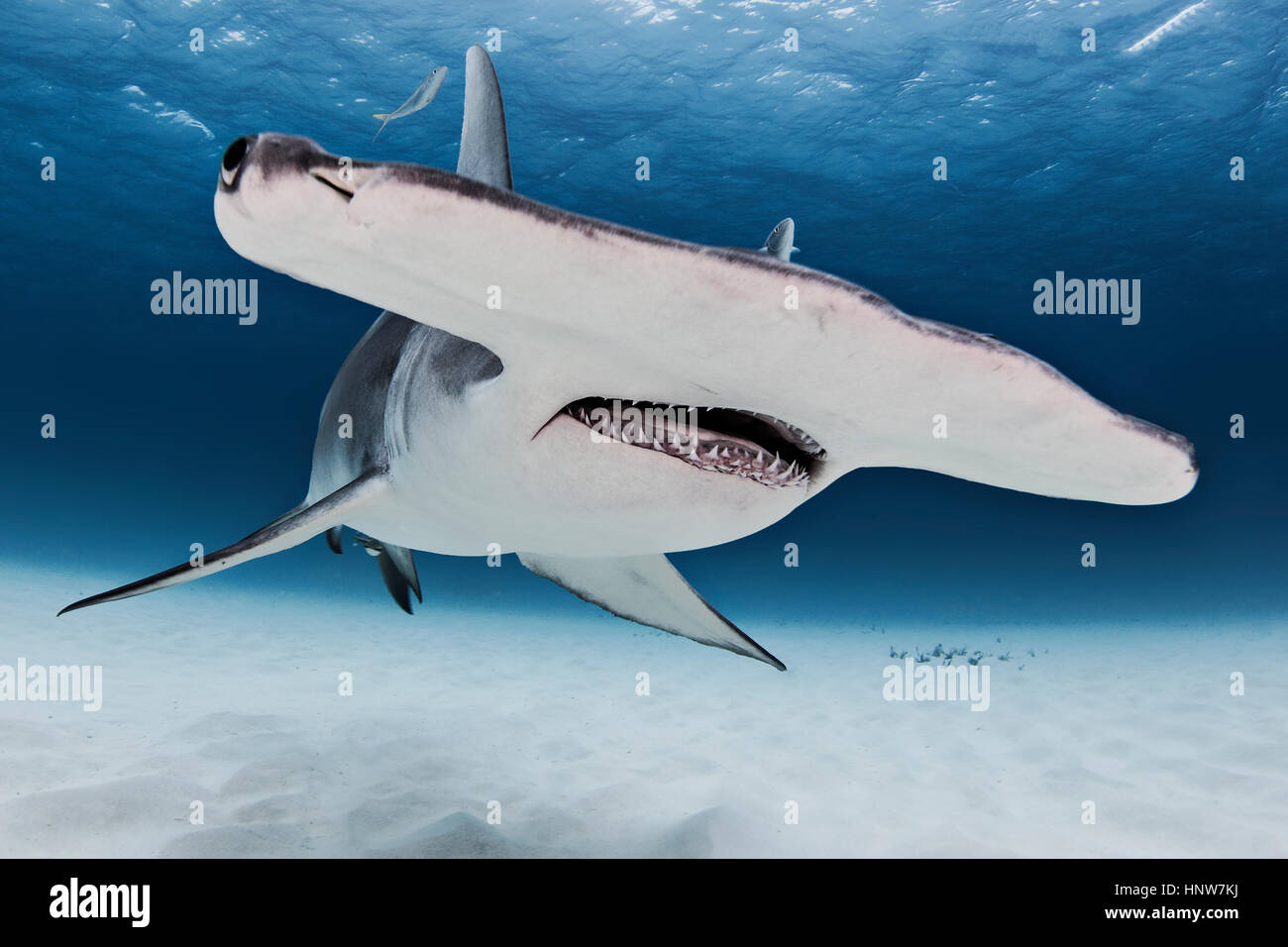 Great Hammerhead shark, underwater view Stock Photo - Alamy