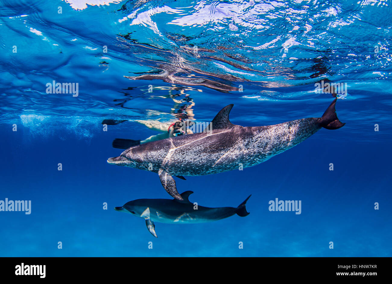 Atlantic Spotted dolphins, underwater view Stock Photo - Alamy