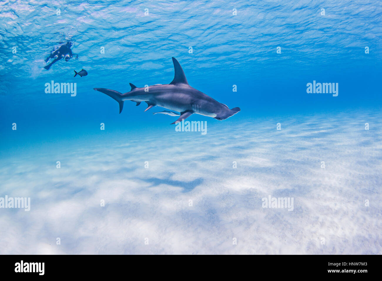 Great Hammerhead shark, underwater view Stock Photo - Alamy
