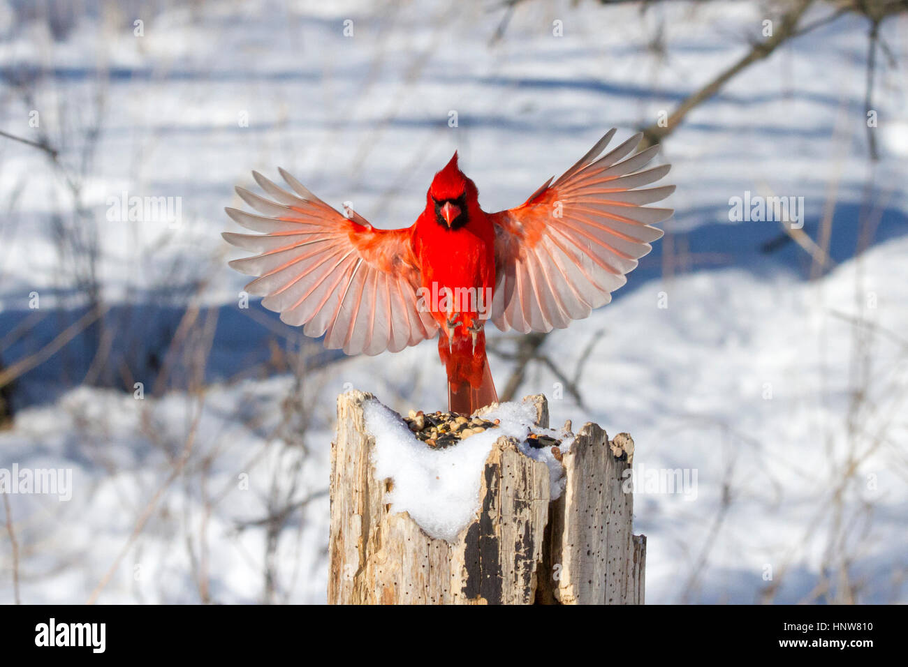 Northern Cardinal Flying
