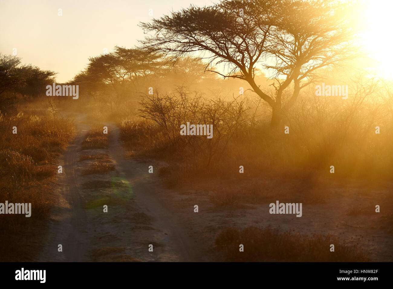 Dusty arid plain and backlit trees at sunset, Namibia, Africa Stock ...