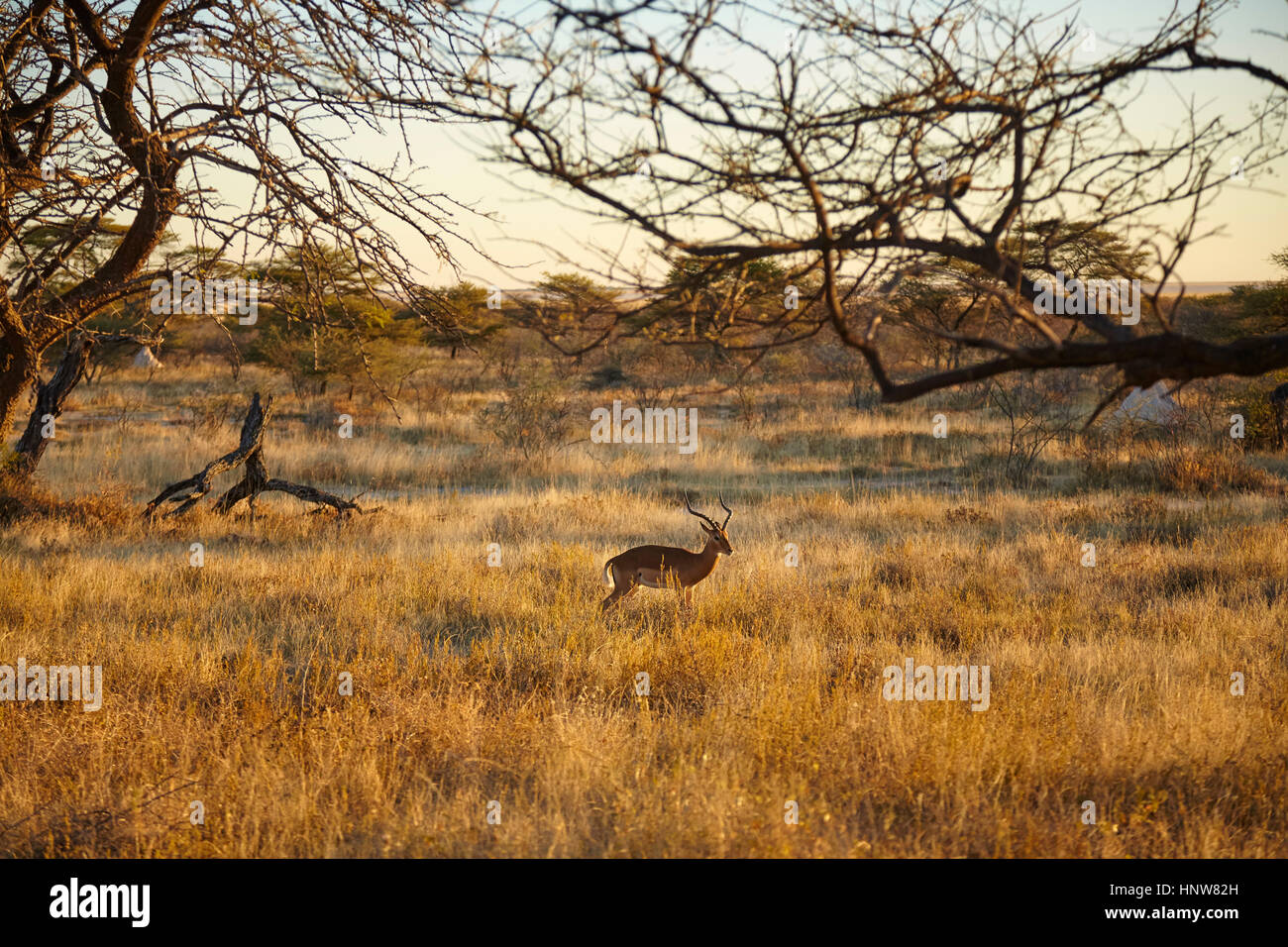 Gazelle in plain landscape, Namibia, Africa Stock Photo - Alamy