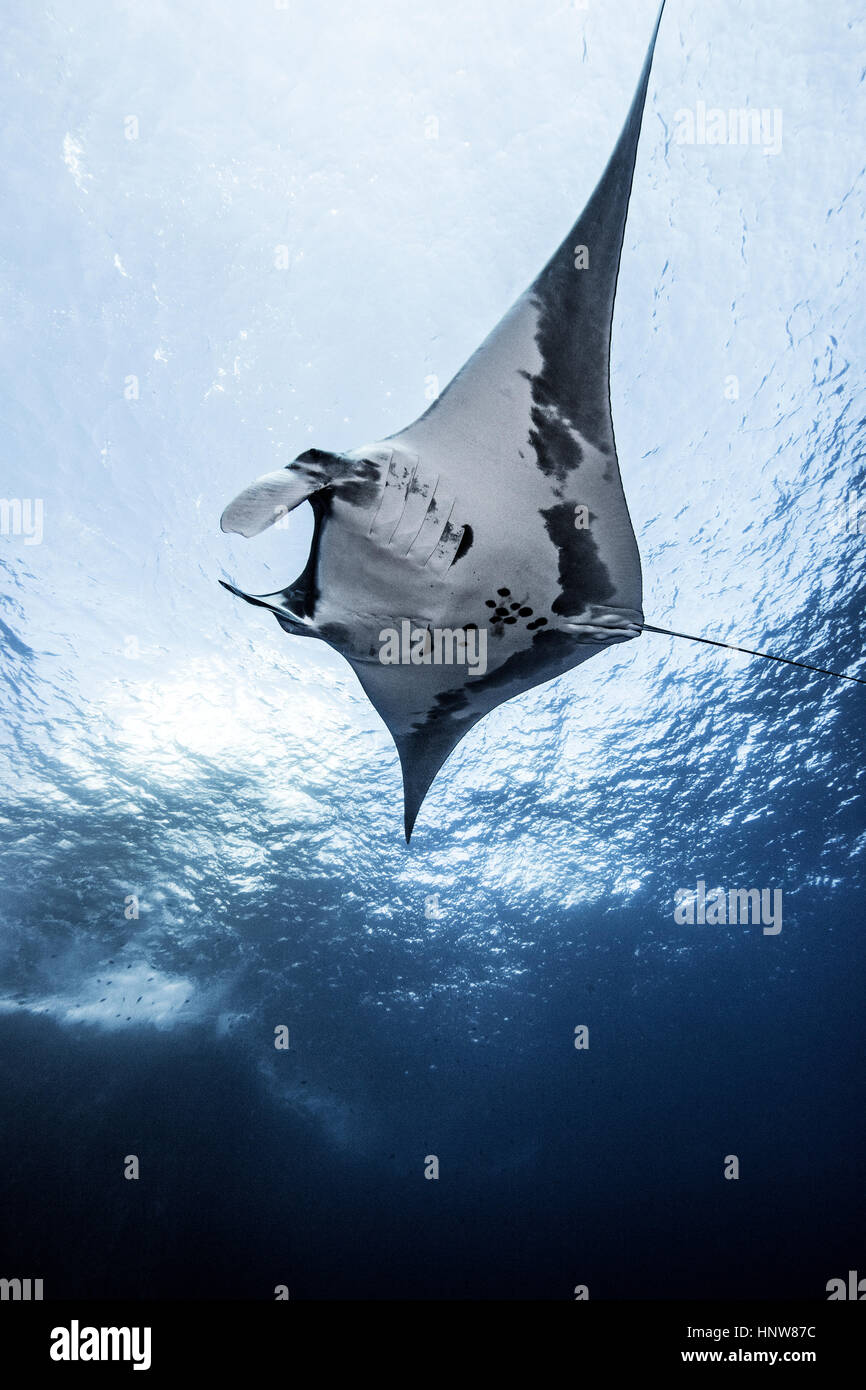 Giant Ocean Manta, underwater view, Socorro, Mexico Stock Photo - Alamy