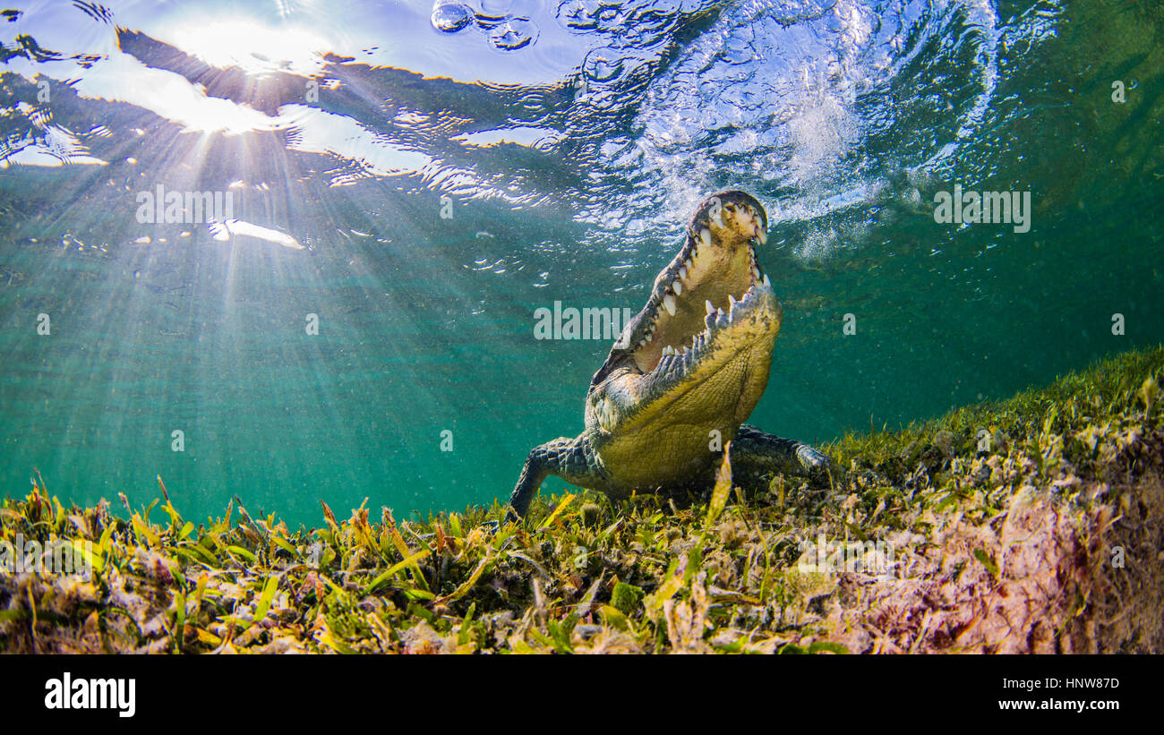 Saltwater crocodile underwater hi-res stock photography and images - Alamy
