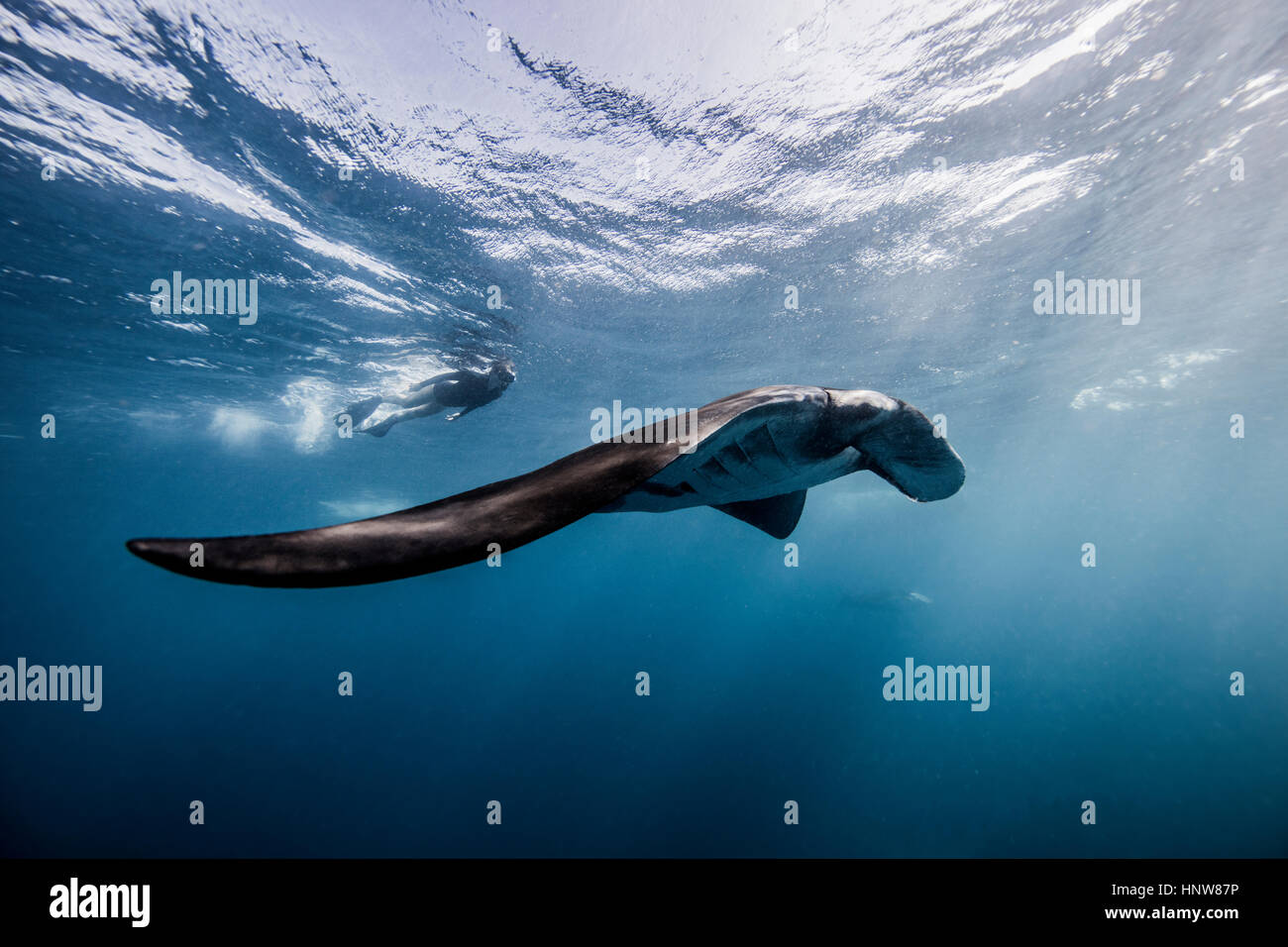 Reef Manta, underwater view, Cancun, Mexico Stock Photo - Alamy