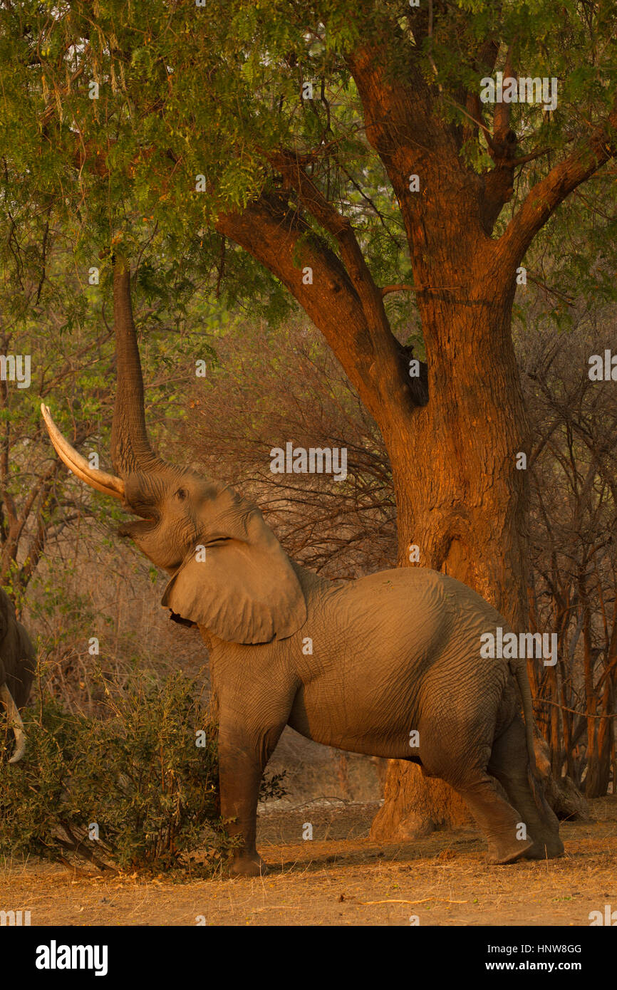 Bull african elephant tree hi-res stock photography and images - Alamy