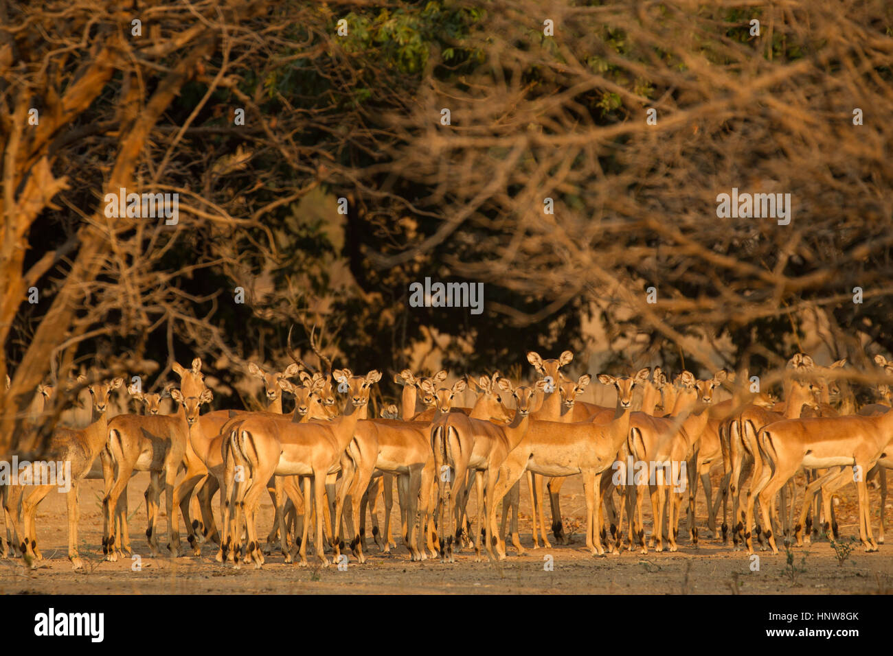 Herd of impala hi-res stock photography and images - Alamy