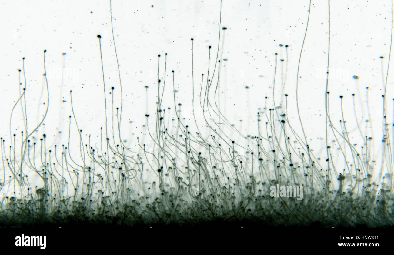 Strands in water Stock Photo - Alamy